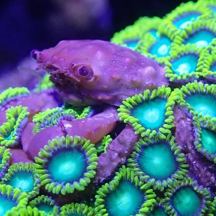 Manta Systems | Saltwater Fish Care Guidance